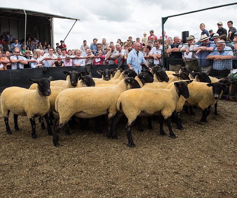Shearwell Thame Summer Sheep Fair