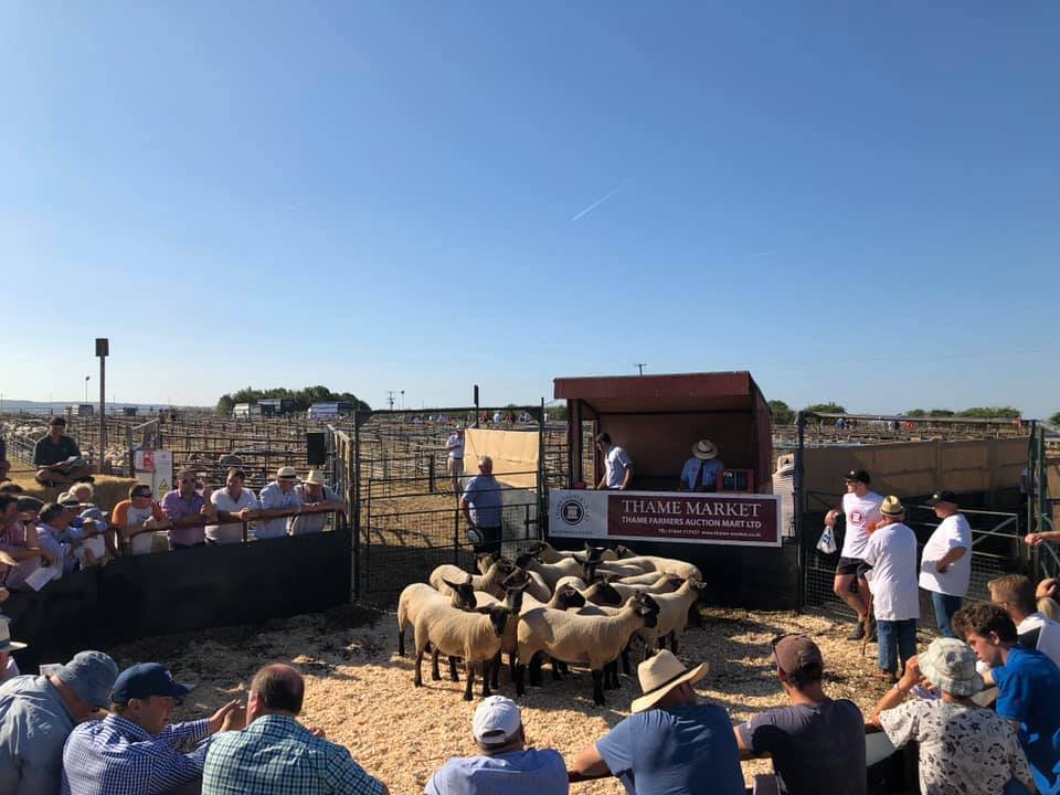 Thame Market > Sheep Fair